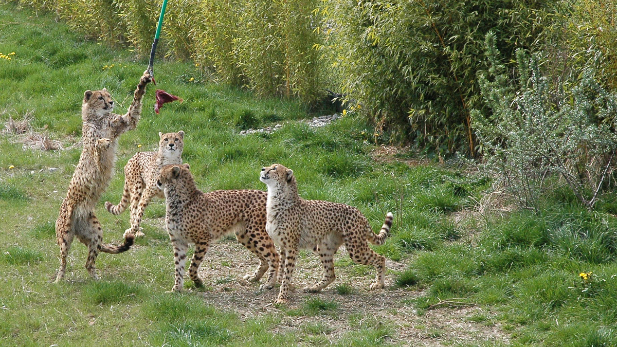 Tierpark und Schloss Herberstein
